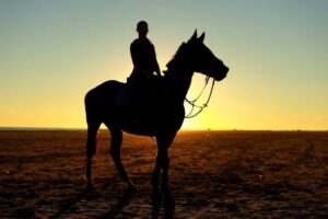 Types of Horse Riding: A Beginner’s Guide - Rosie & Horses